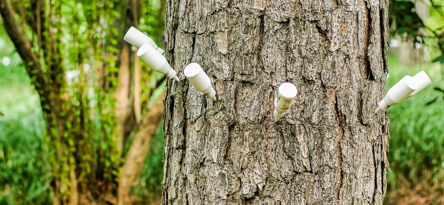 Tree Disease Treatment - Executive Tree Care