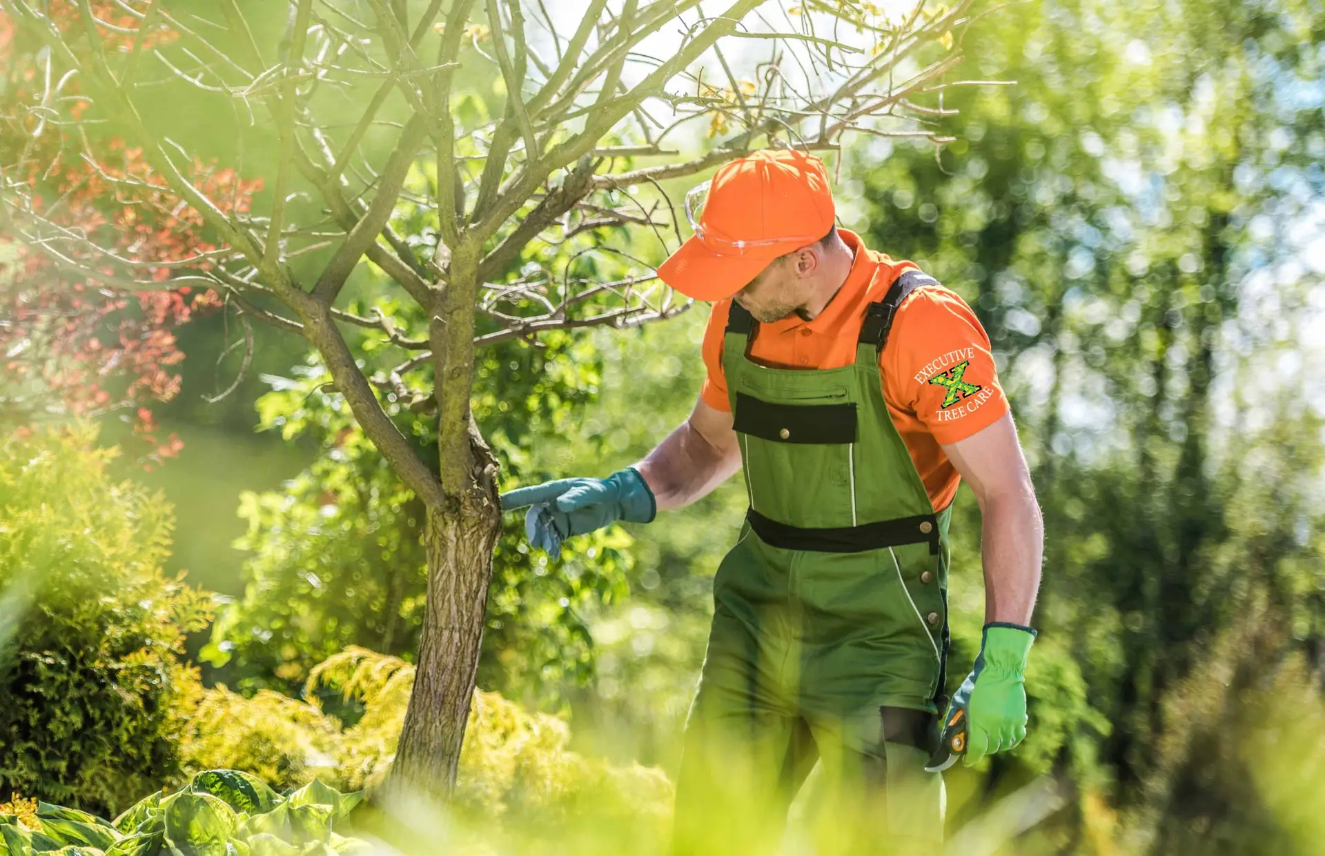 Plant Health Care - Executive Tree Care