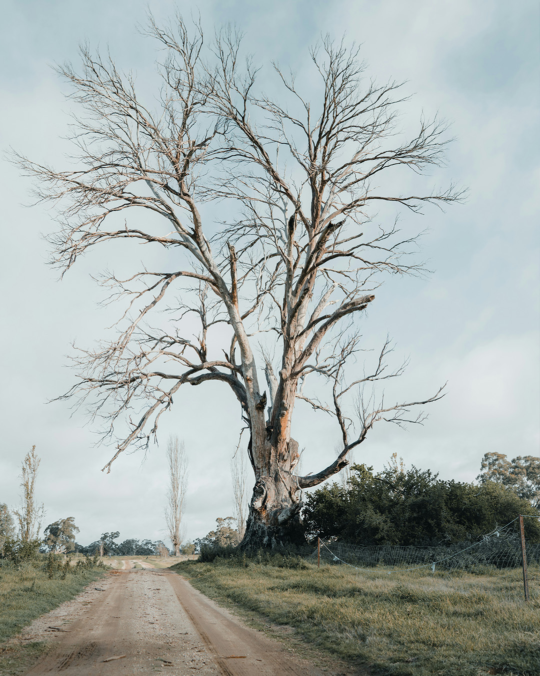 3 Easy Ways to Spot if Your Tree Is Dying - Executive Tree Care