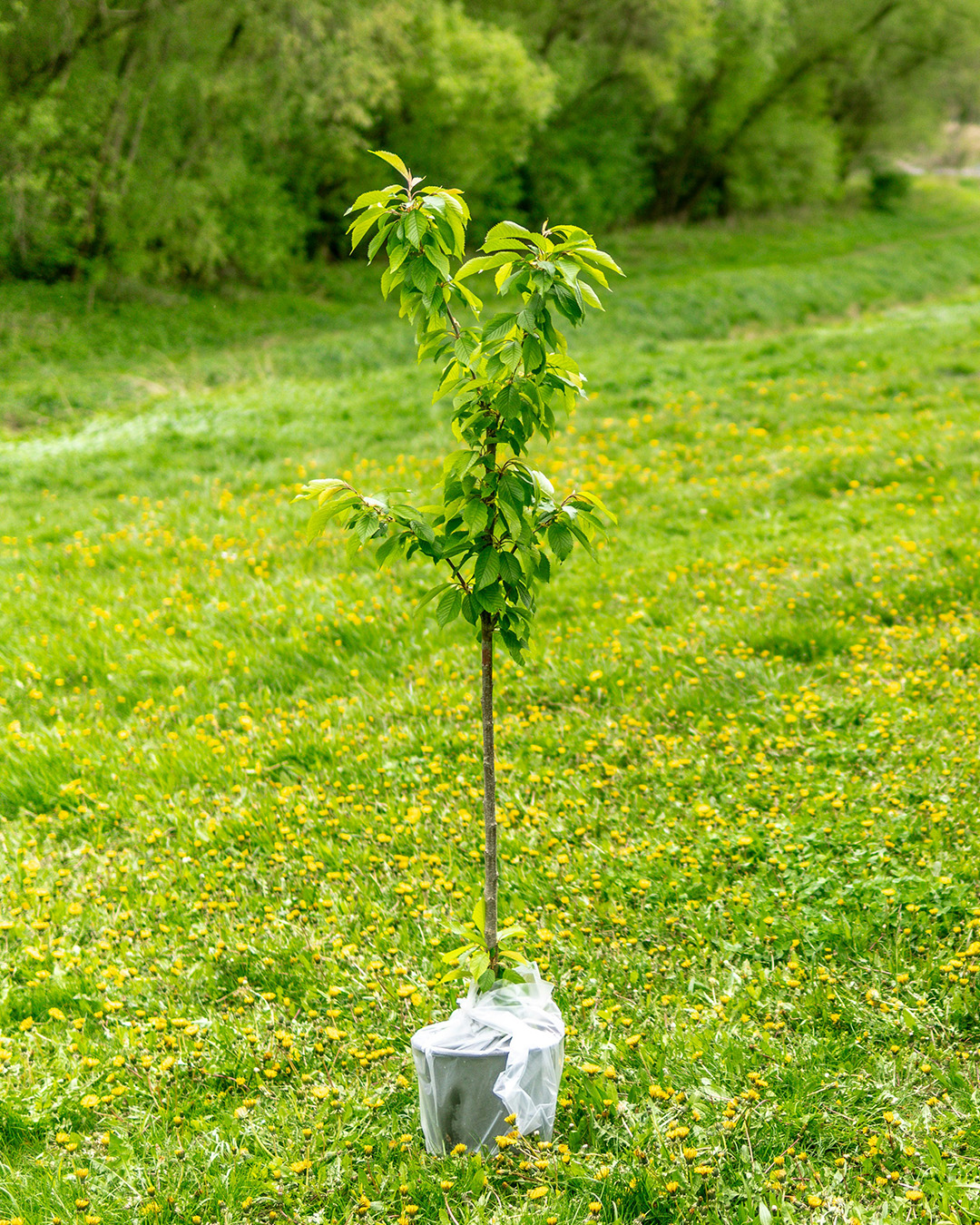 The Best Time to Plant a Tree: A Guide for Success - Executive Tree Care