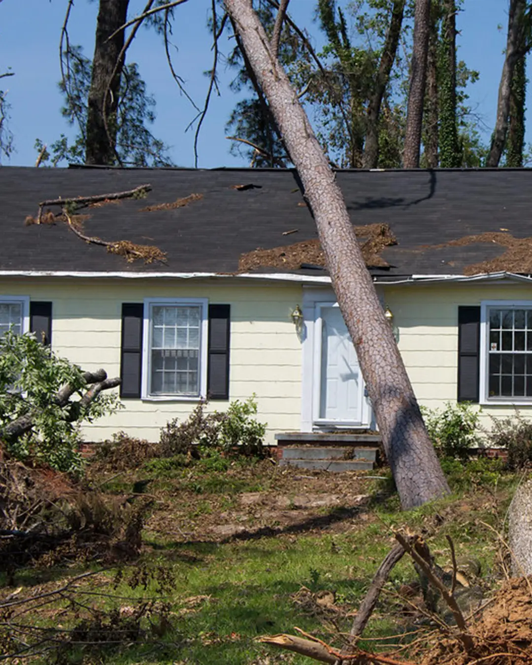 How to Protect Your Home from a Falling Tree - Executive Tree Care