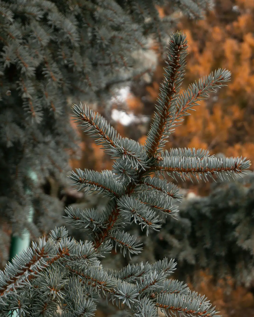 The Science Behind How Evergreen Trees Surviving the Winter - Executive ...
