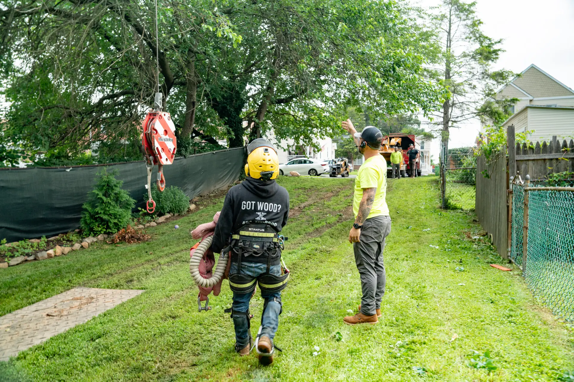 Top 3 Tree Diseases Affecting Delaware County Yards—and What to Do ...