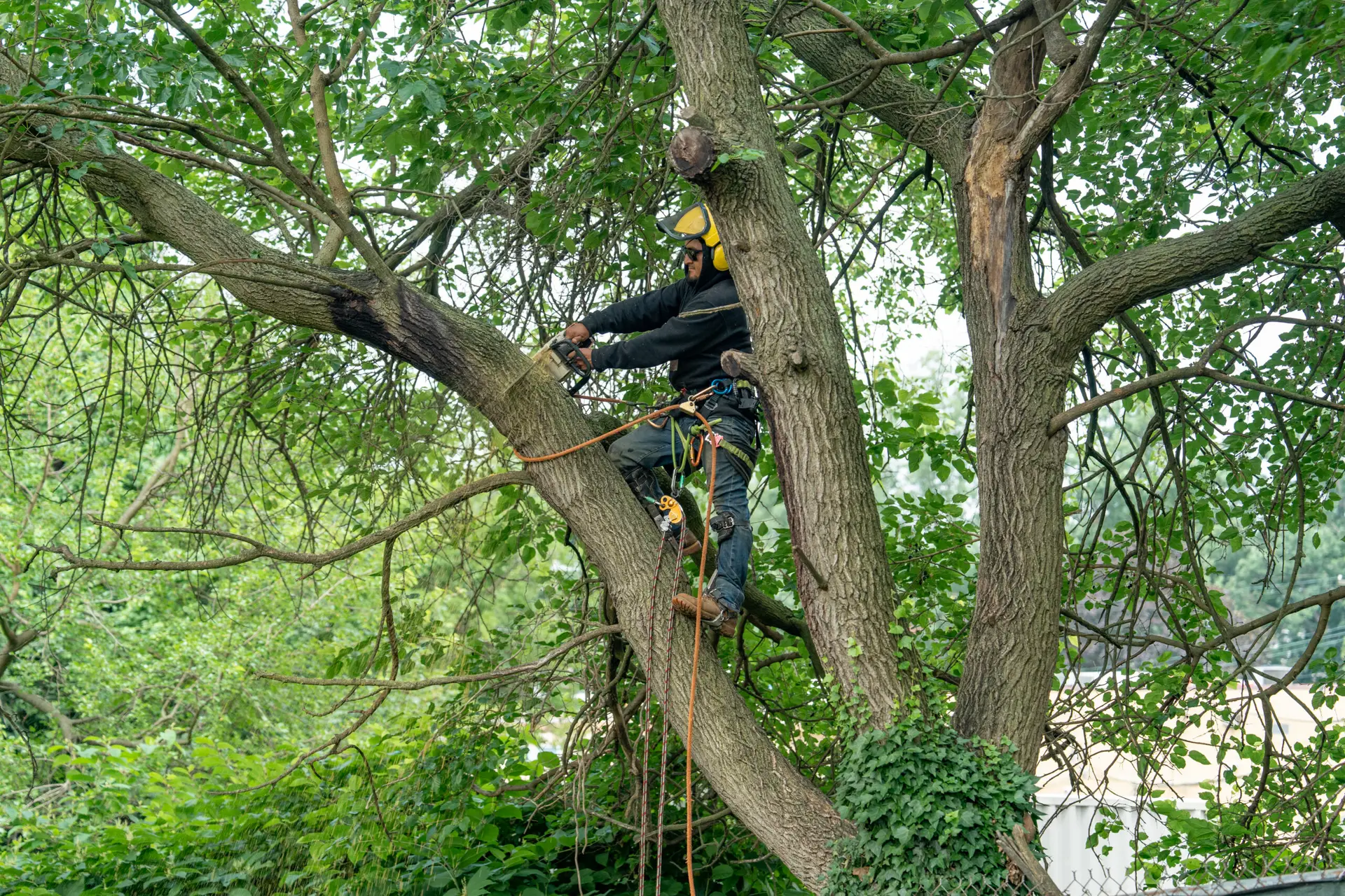 Signs Your Tree Needs to Be Removed Before It Becomes a Hazard ...