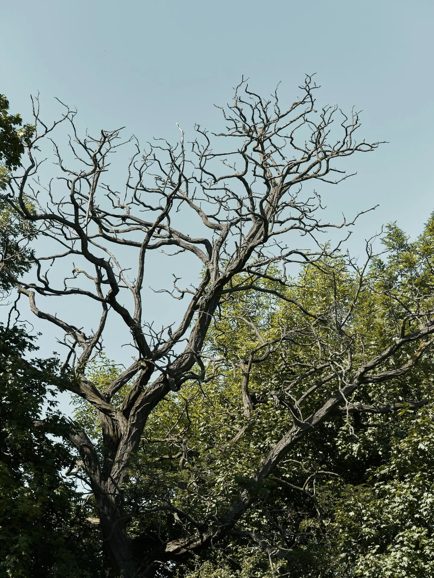 Fall Tree Disease Prevention – Stay Ahead Before Problems Take Root ...