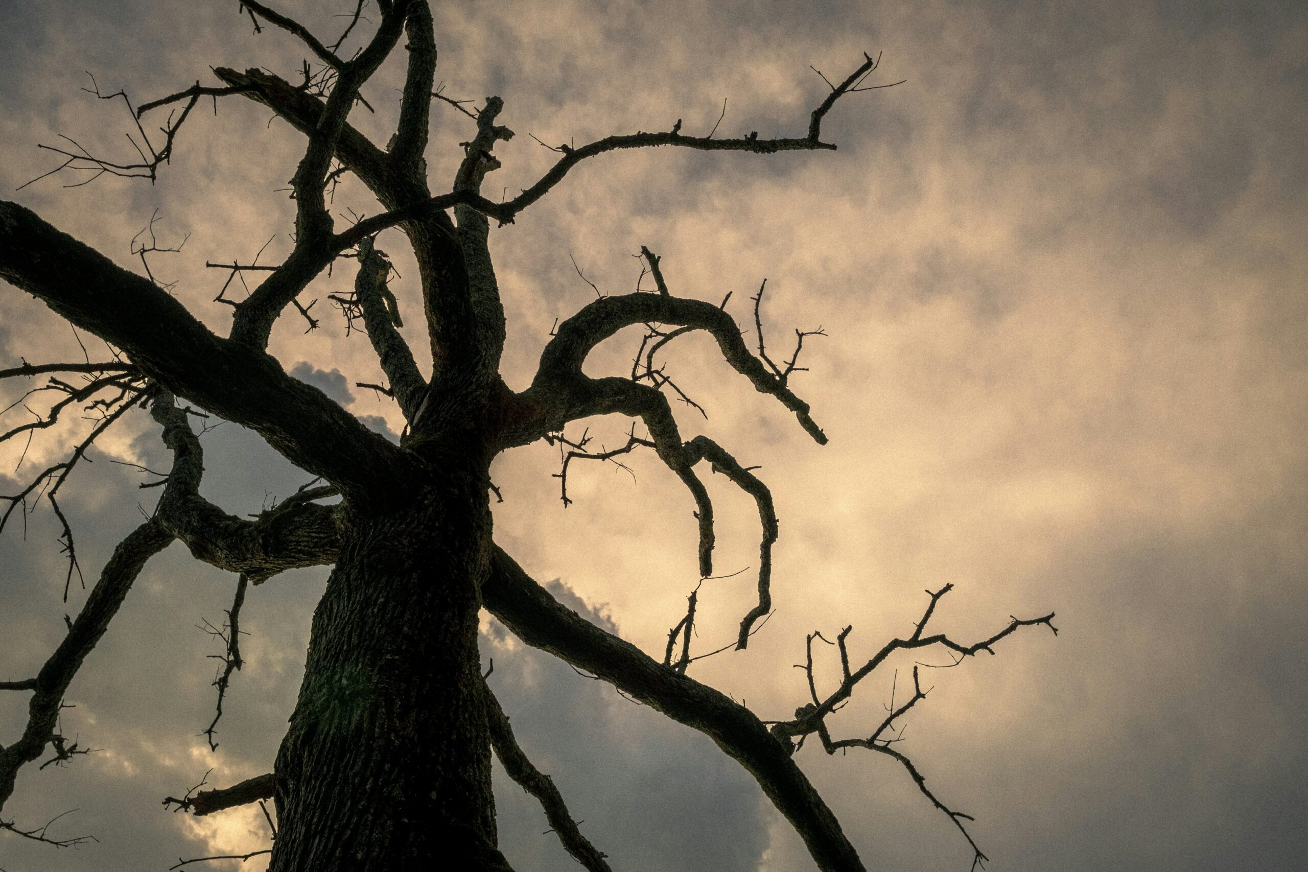 5 Ways to Spot The Zombie Tree in Your Yard and Why It Needs to Go ...